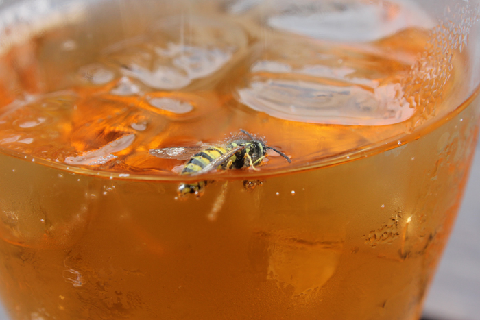 5 X de beste wespwerende terras tips! - DDJ Media